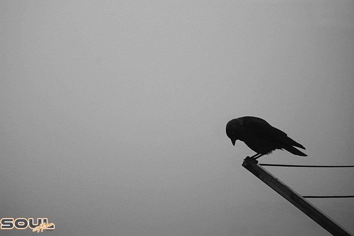 The Spiritual Single Black Crow Meaning - Soul Hiker