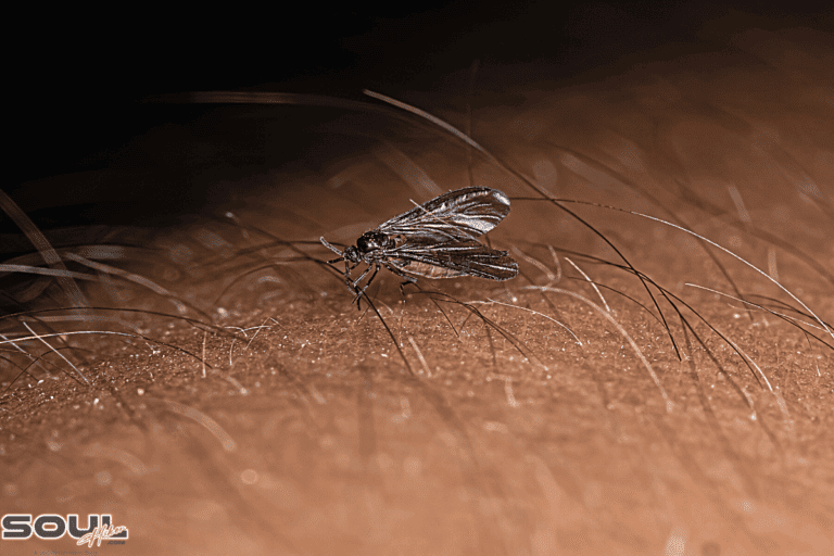 The Spiritual Meaning of Gnats - Soul Hiker