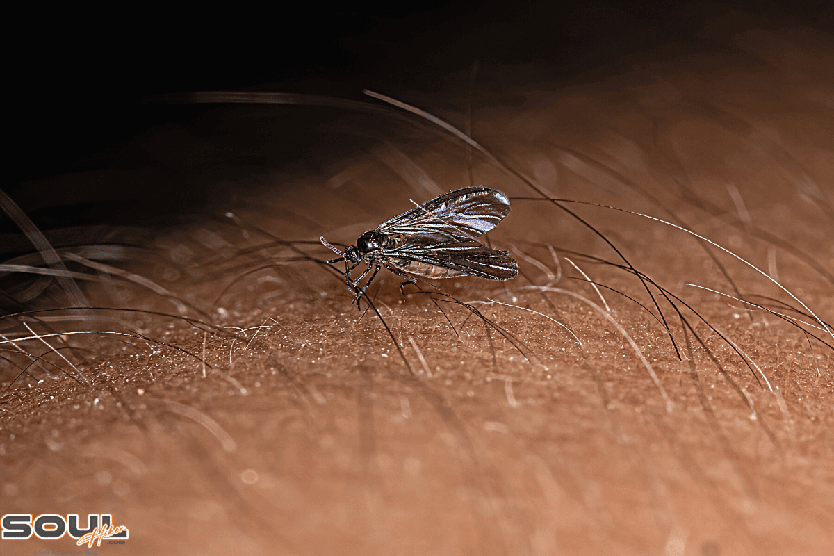 The Spiritual Meaning of Gnats - Soul Hiker