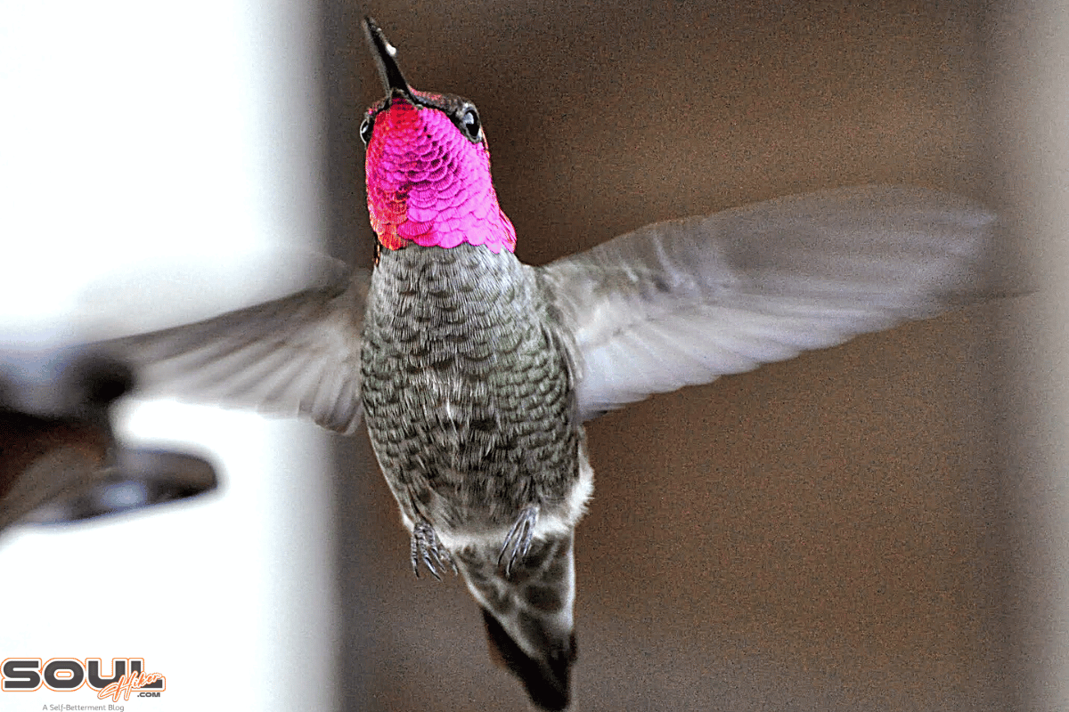 Biblical Meaning of Hummingbirds - Soul Hiker