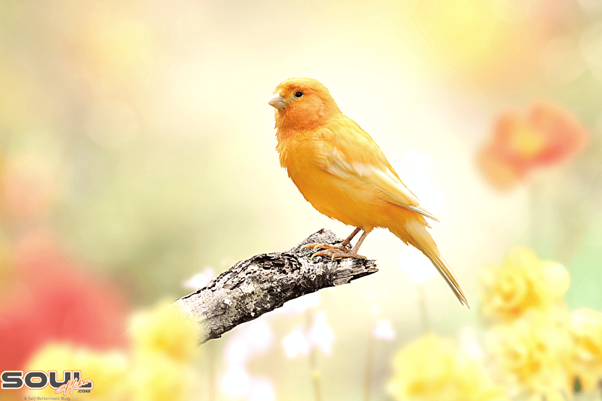 Yellow Bird Spiritual Meaning - Soul Hiker